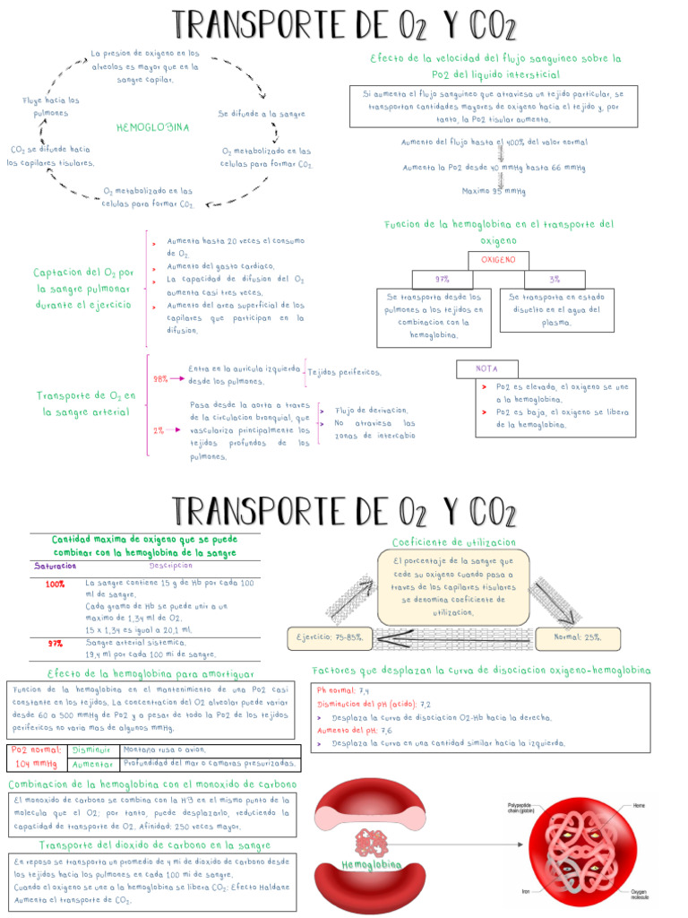 Resumen Fisiología O2 y CO2 | PDF | Riñón | Sistema respiratorio