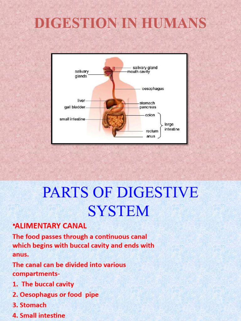 DIGESTION IN HUMANS | Download Free PDF | Rectum | Esophagus
