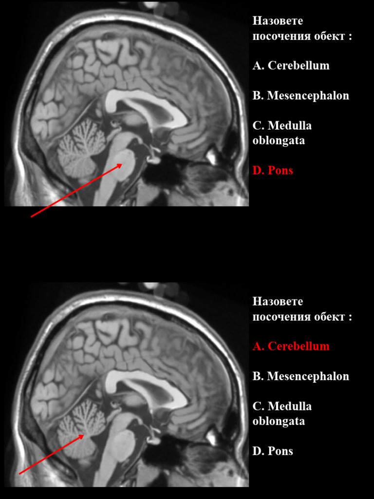 5th Collo Images | PDF
