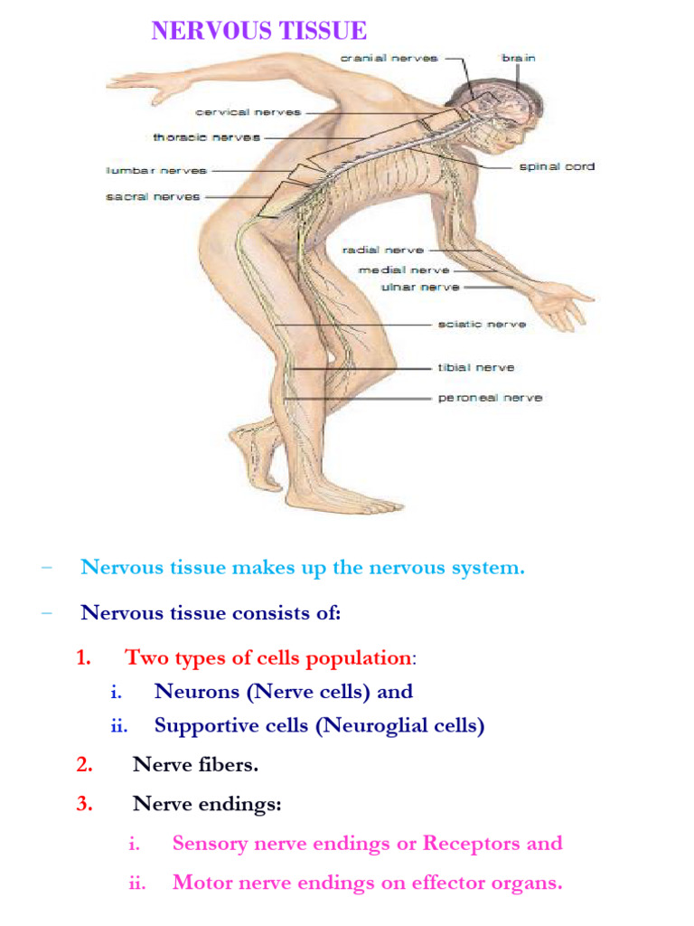 NERVOUS TISSUE by Merga PDF | PDF | Axon | Neuron