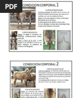 Canine Body Condition Scoring Guide | PDF | Abdomen | Vertebral Column