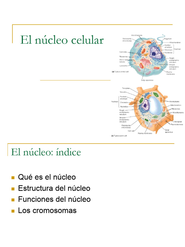 El Nucleo Celular | PDF | Nucleo celular | Cromosoma