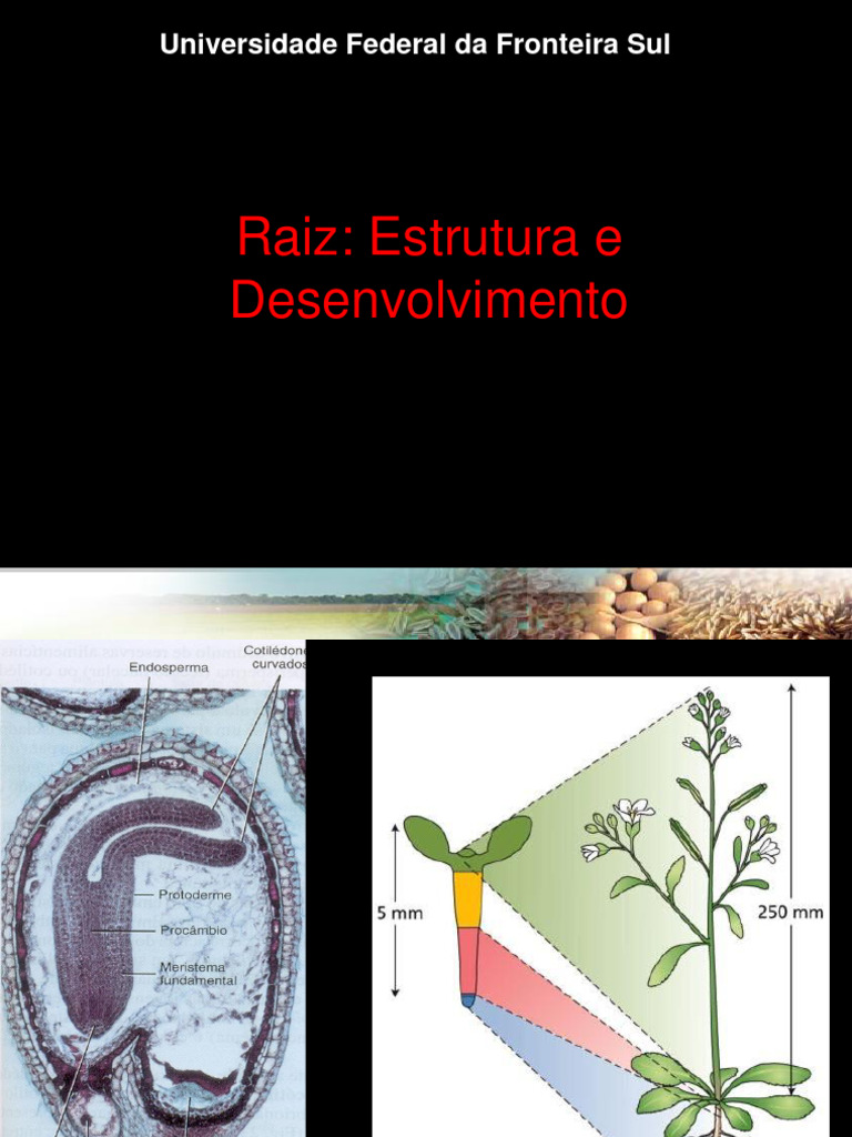 Morfologia e Anatomia da Raiz Vegetal | PDF | Raiz | Plantas