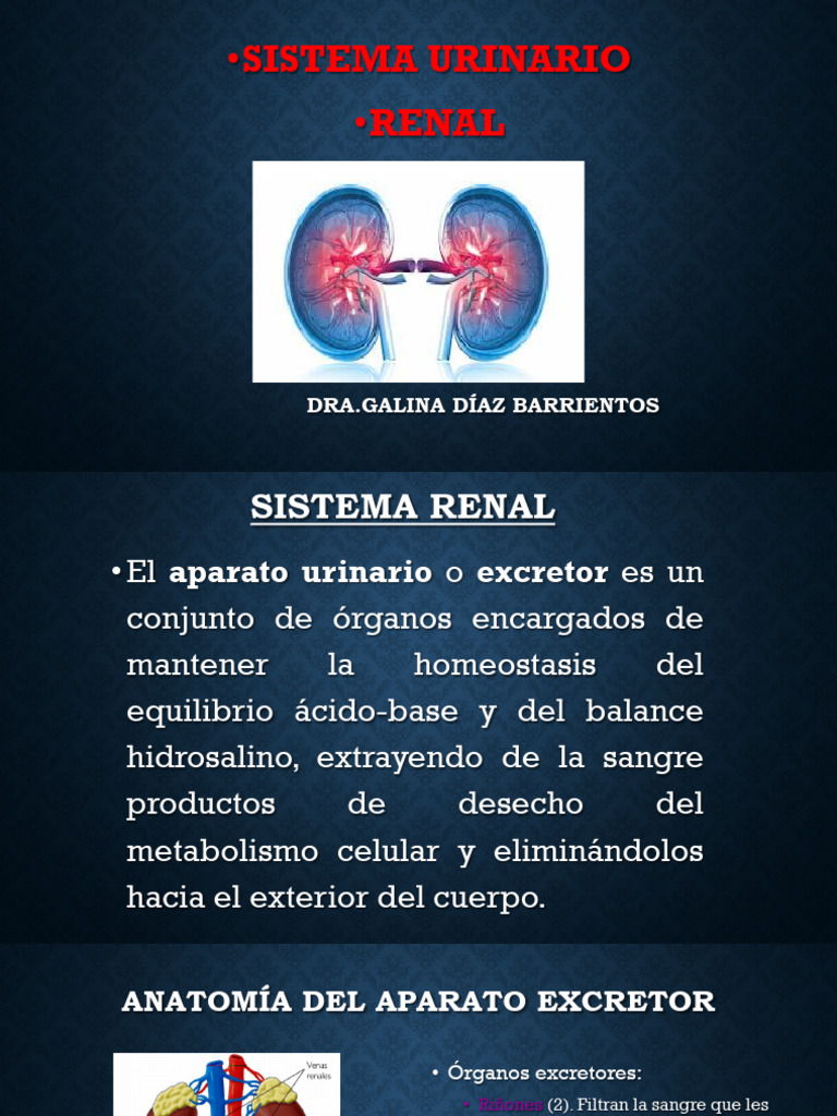 SEMANA 10_UFR_ANATOMIA_HUM_SISTEMA URINARIO 2024-1 (1) | Descargar ...