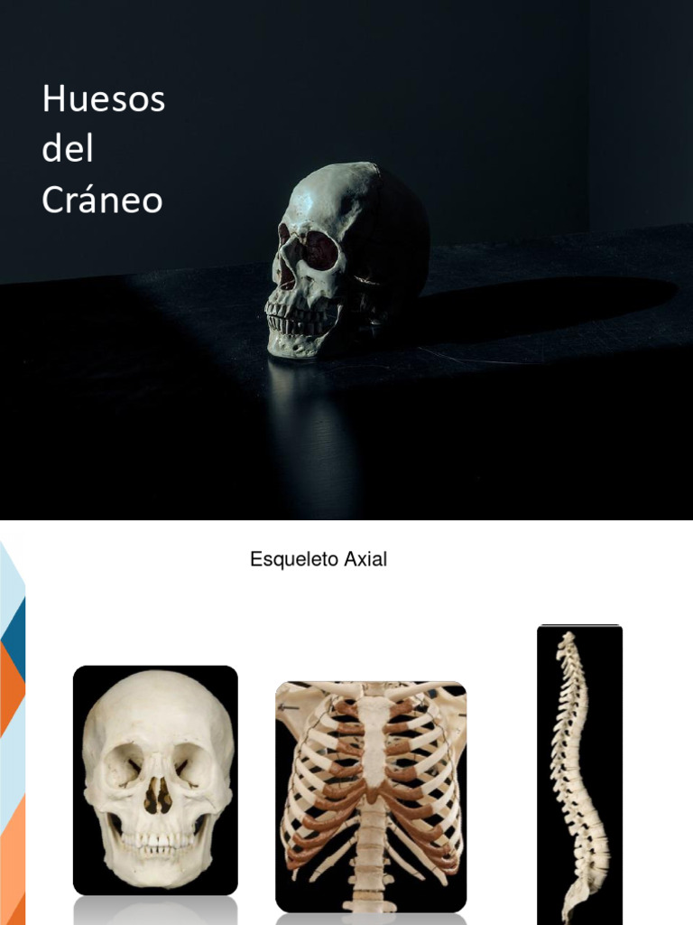 Clase 2 - Esqueleto | PDF | Vértebra | Tórax