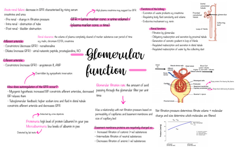 1 Glomerular Function | Download Free PDF | Kidney | Urinary System