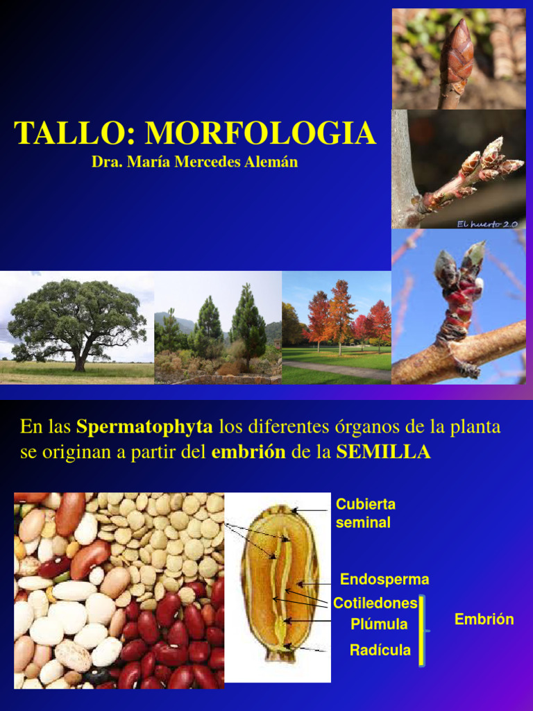 Morfología del Tallo en Spermatophyta | PDF | Tallo de la planta | Hoja