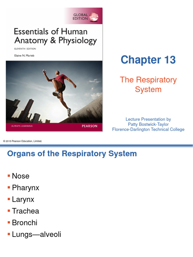 RESPIRATORY | PDF | Lung | Human Nose