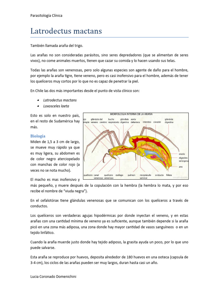 Latrodectus Mactans | PDF | Araña | Medicina CLINICA