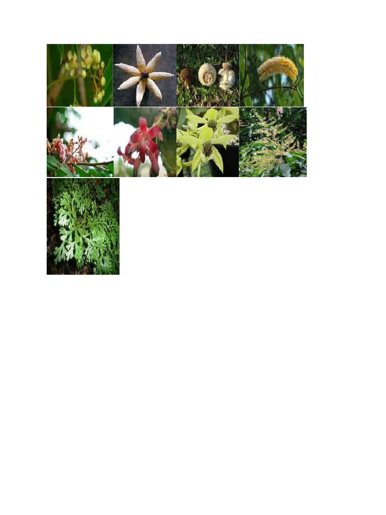 Gambar Dendrologi | PDF