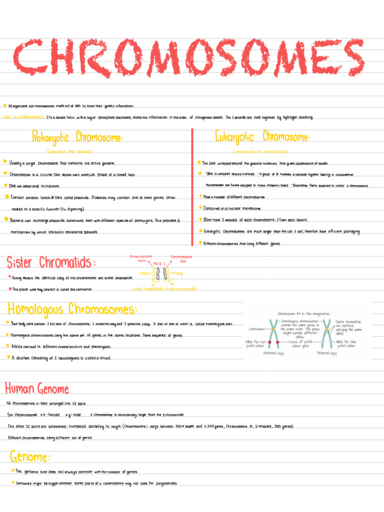 23. Chromosomes | PDF | Chromosome | Dna