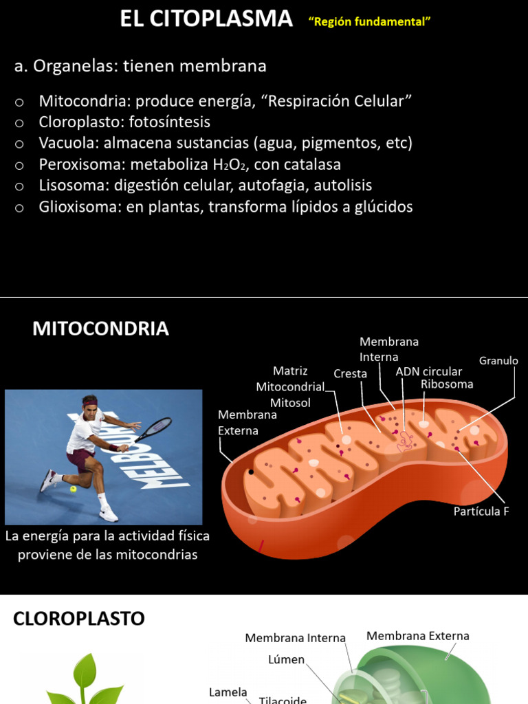 Contenido Biologia (1) Citoplasma | PDF | Cromatina | Nucleo celular