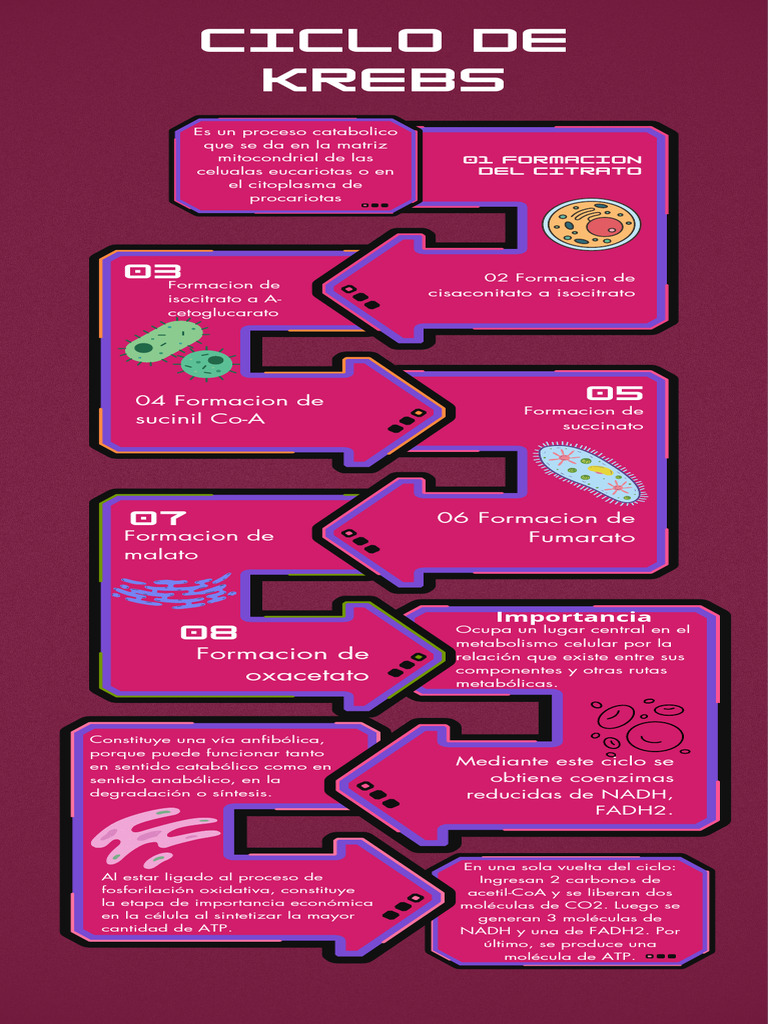 Ciclo de Crebs | PDF