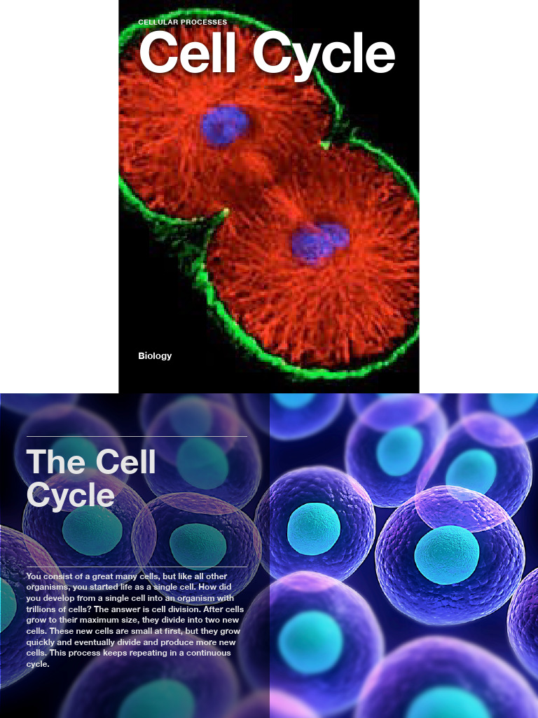 Cell Processes - Cell Cycle 9.17.15 | PDF | Mitosis | Cell (Biology)