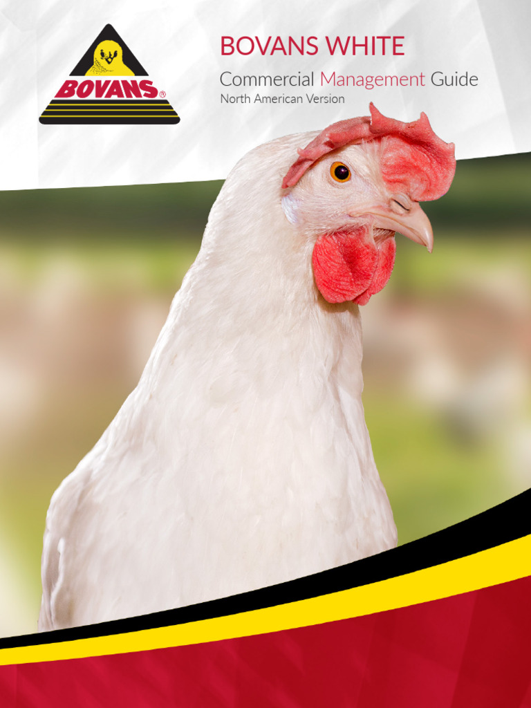 Bovans White Layer Management Guide | PDF | Poultry Farming | Beak