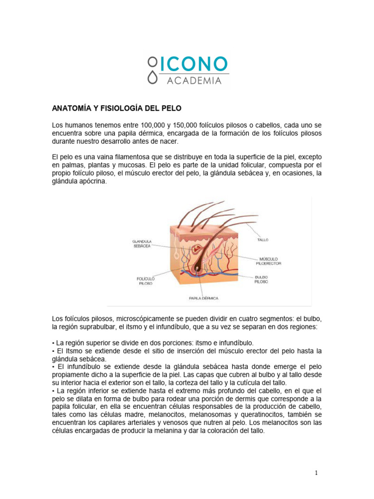 ANEXOS CUTANEOS Anatomia y Fisiologia Del Pelo | PDF | Pelo | Sistema ...