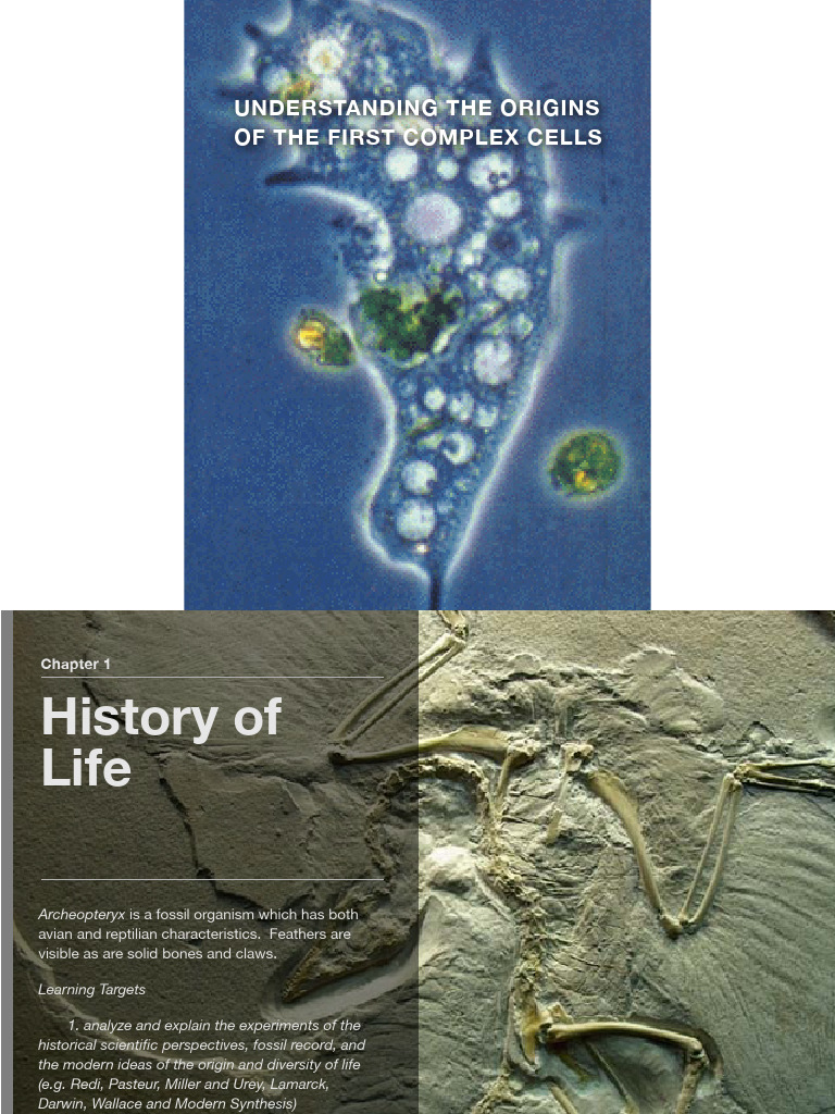 Origins of Life | PDF | Cell (Biology) | Eukaryotes