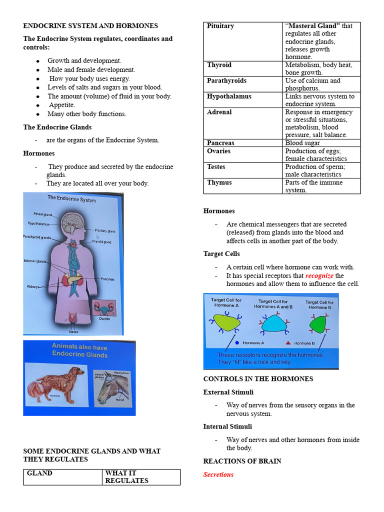 Endocrine System | PDF | Endocrine System | Hormone