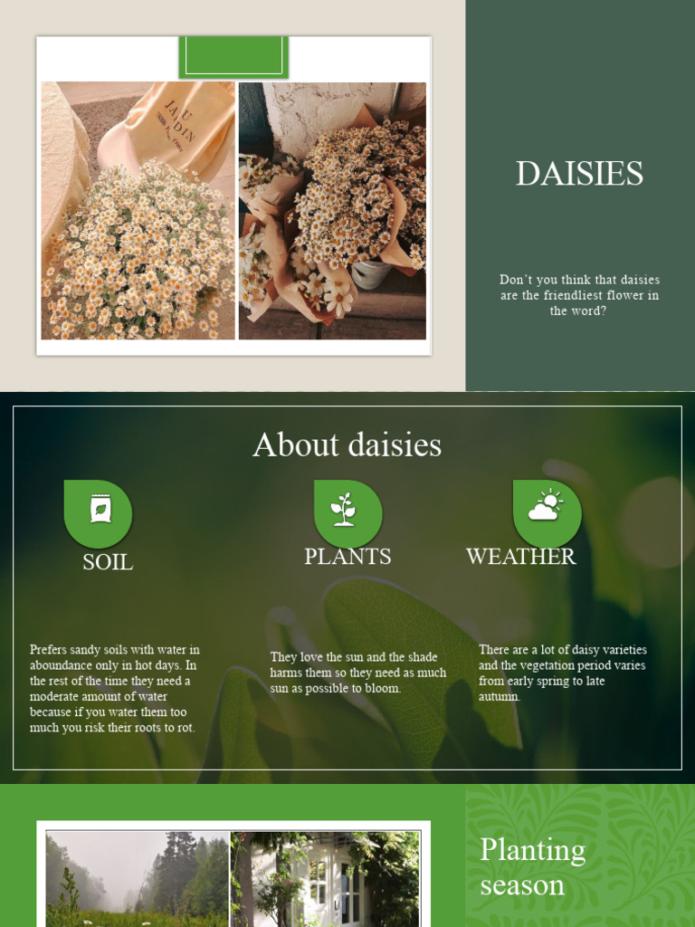 DAIsies | PDF | Plants | Flowers
