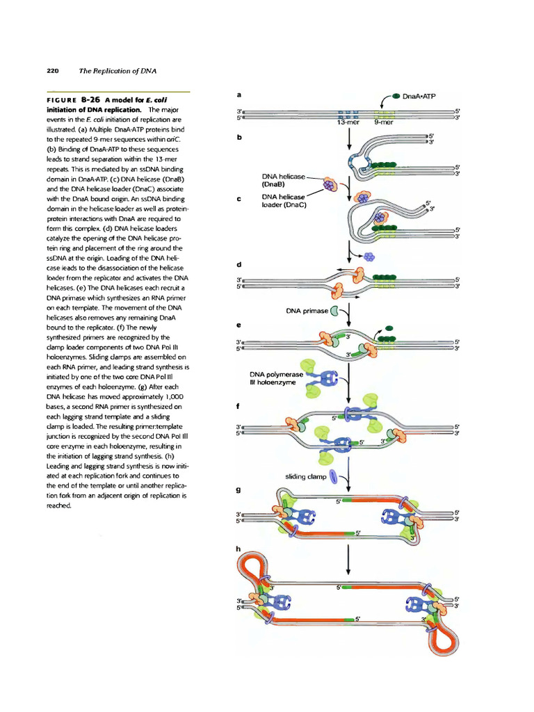 Initiation Of Dna Replication In E Coli Pdf