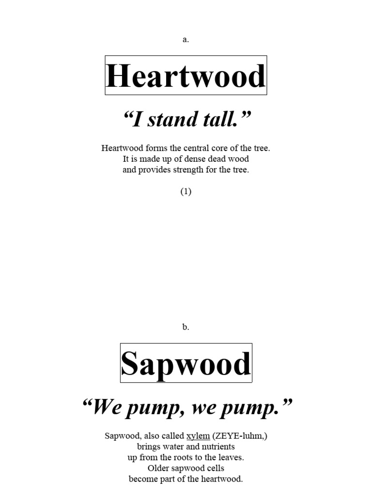 Tree Anatomy: Heartwood to Bark Explained | PDF