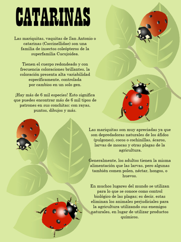 Infografia Catarina | PDF