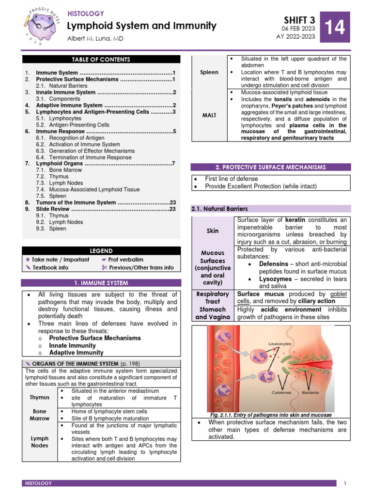 (HIS) 14 Lymphoid System and Immunity 2 | PDF | Lymph Node | Thymus