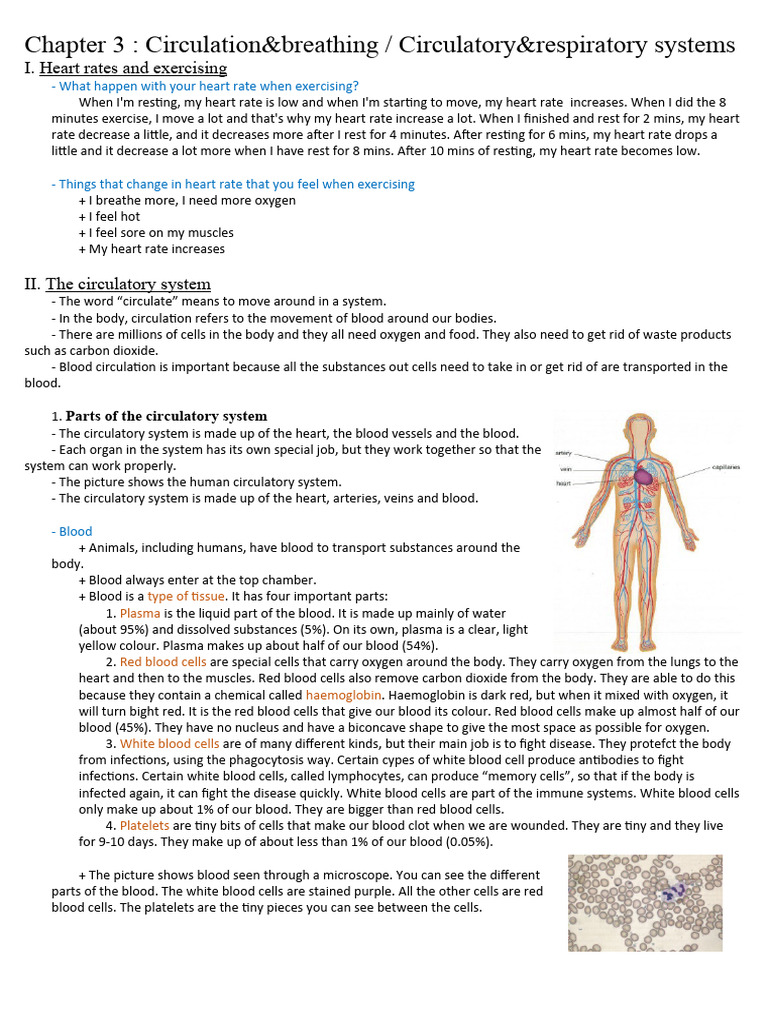 Ch.3 Circulation and Breathing | PDF | Respiratory Tract | Breathing