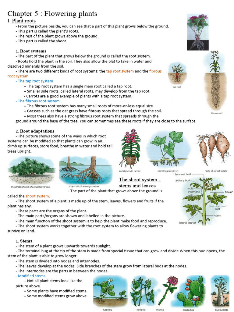 Ch.5 Flowering Plants | PDF | Plant Stem | Leaf