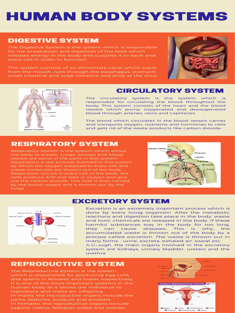 Human Body Systems | PDF | Human Body | Blood