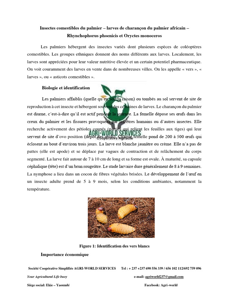 Élevage et collecte de hannetons comestibles | PDF | Insectes | Larve