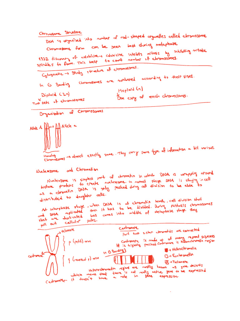 Chromosome Structure | PDF