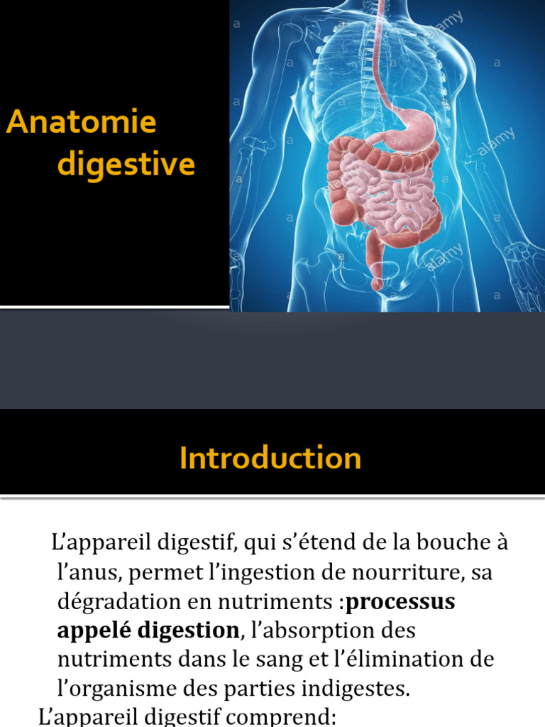 Anatomie de l'appareil digestif | PDF | Foie | Péritoine