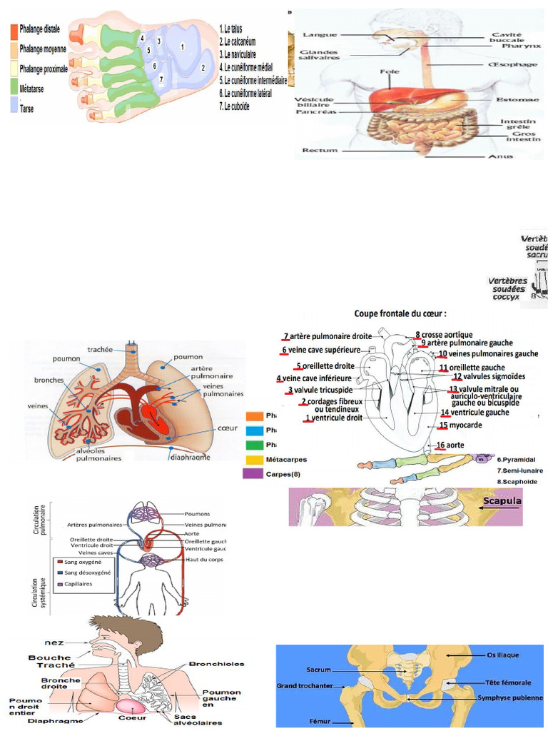 Pics Anatomy Cc | PDF