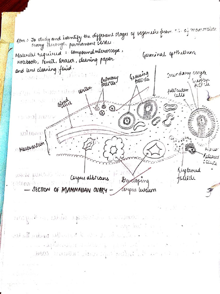 Experiment 08 T.S. of Ovary ^_^ | PDF