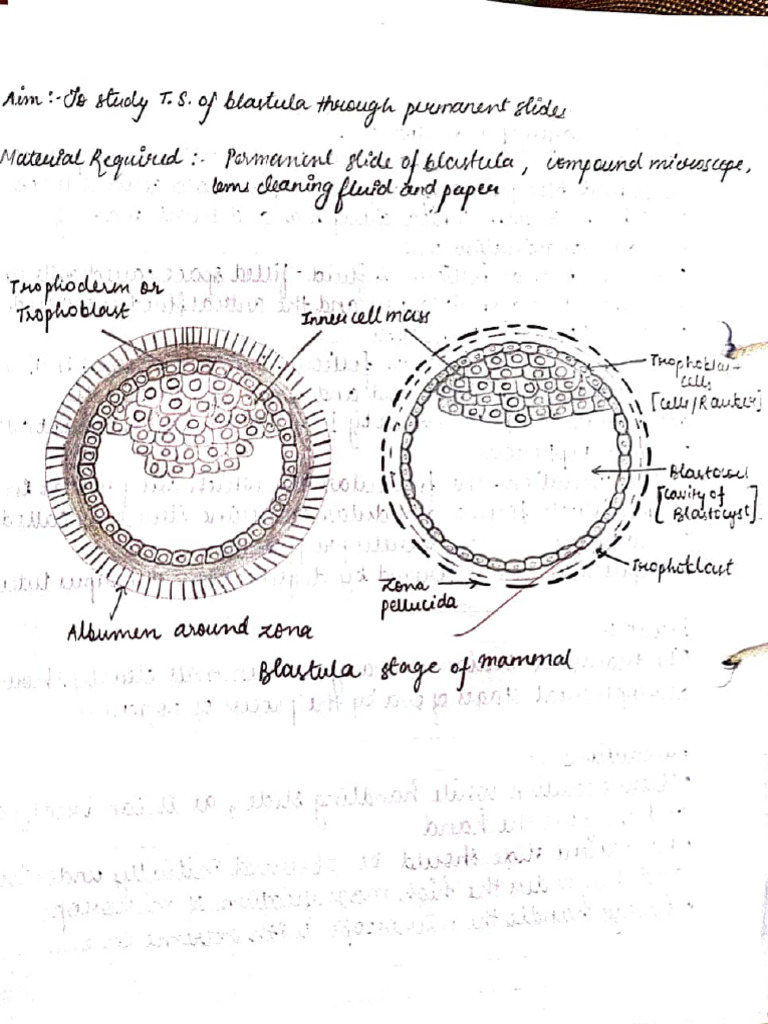 Experiment 09 T.S. of Blastula | PDF