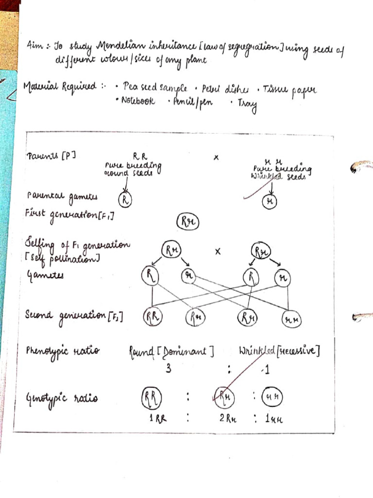 Experiment 13 Mendel Segregation | PDF