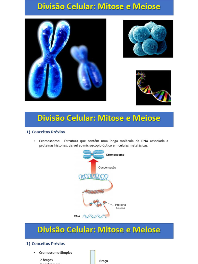 Mitose e Meiose: Guia Completo | PDF | Meiose | Mitose