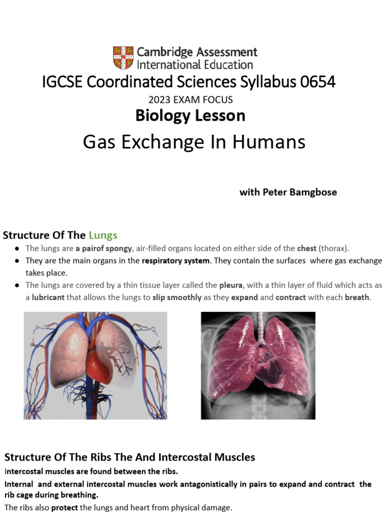 Gas Exchange in Human Respiratory System | PDF | Breathing | Lung