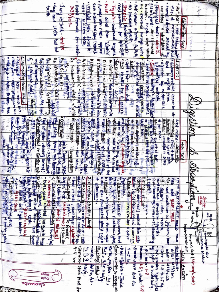Digestion and Absorption bio short notesjjjjj | PDF