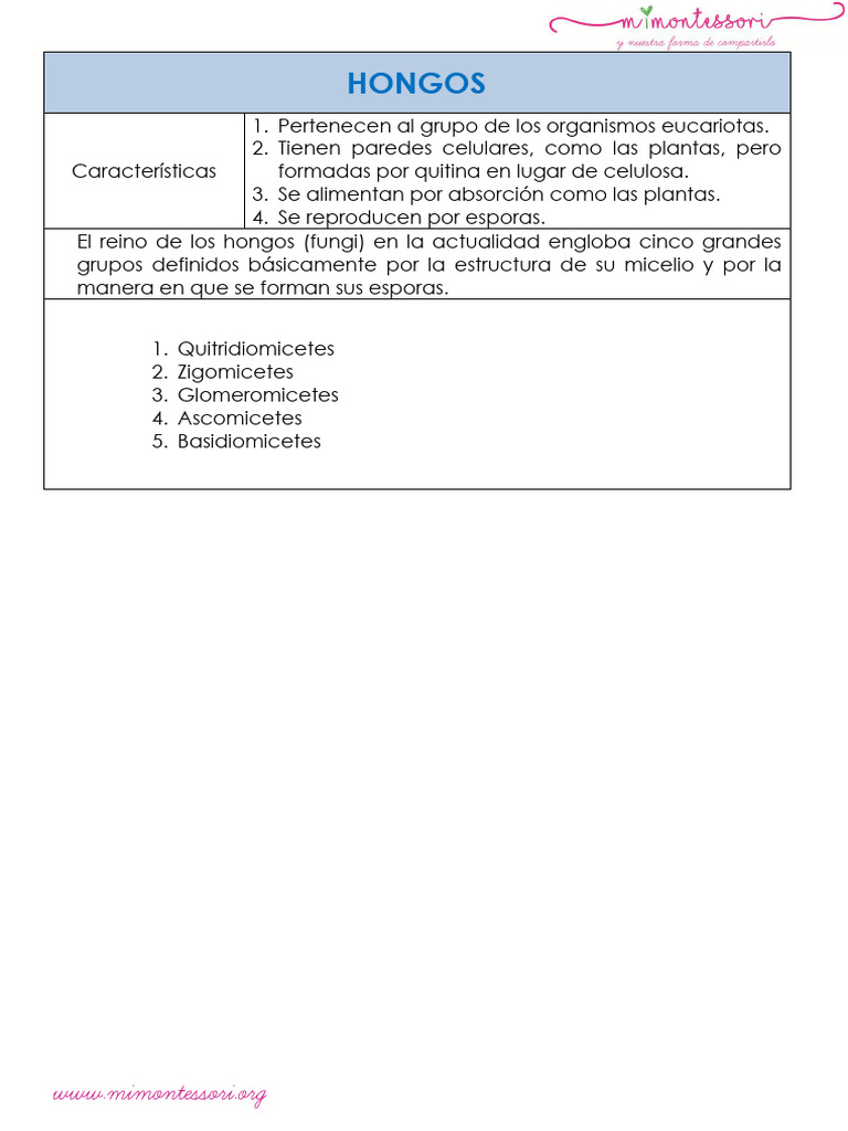 Clasificacion de Los Hongos Letra Imprenta | PDF | Hongo | Plantas