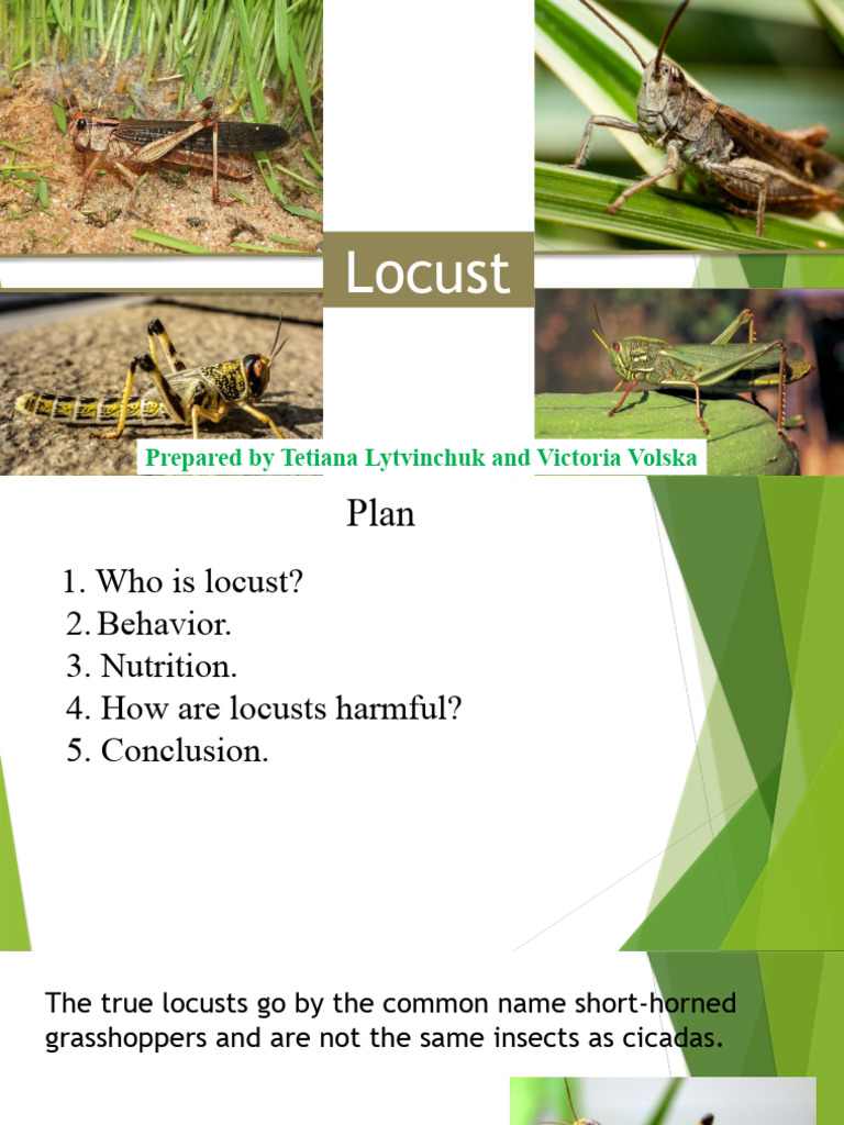 Locust | PDF | Science & Mathematics