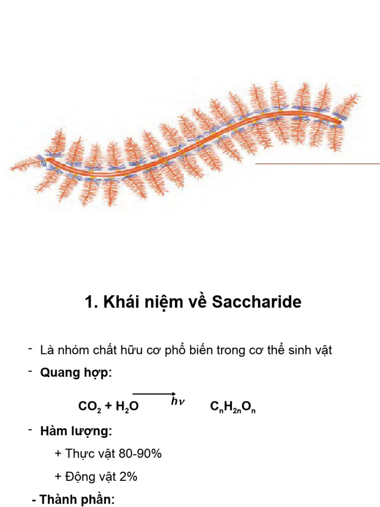 03 - Biochemistry Lecture - Saccharide - in | PDF