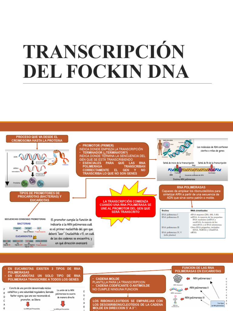 TRANSCRIPCIÓN DEL DNA | Descargar gratis PDF | Rna | Messenger Rna