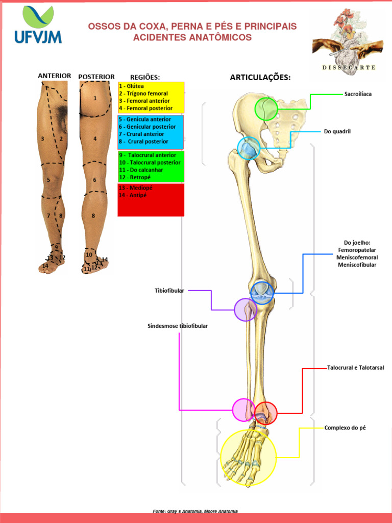 Ossos Da Coxa Perna e Pes e Principais Acidentes Anatomicos 1 | PDF ...