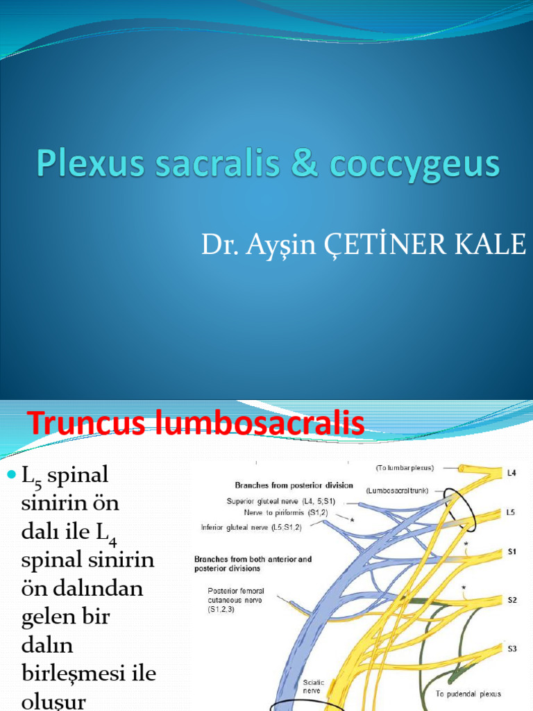Plexus Sacralis + Coccygeus | PDF