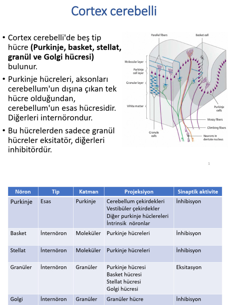 Mesencephalon | PDF