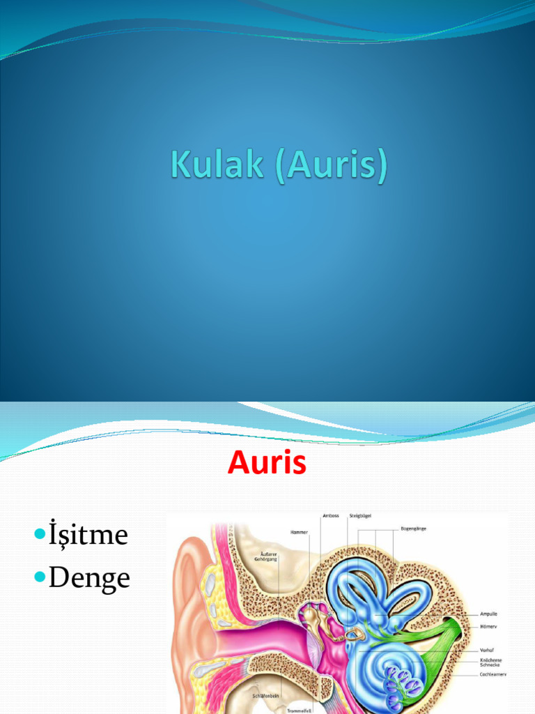 Kulak Anatomisi I-Ii-Iii | PDF