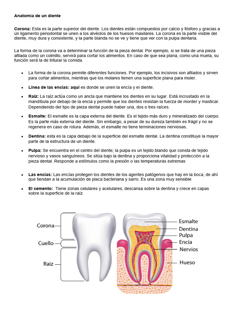 Anatomía y Funciones de los Dientes | PDF | Diente humano | Diente