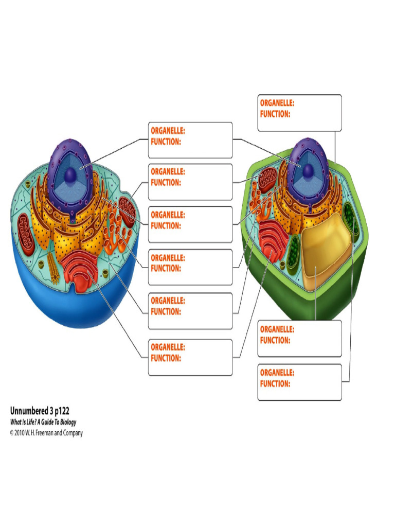 Animal and Plant Cells | PDF